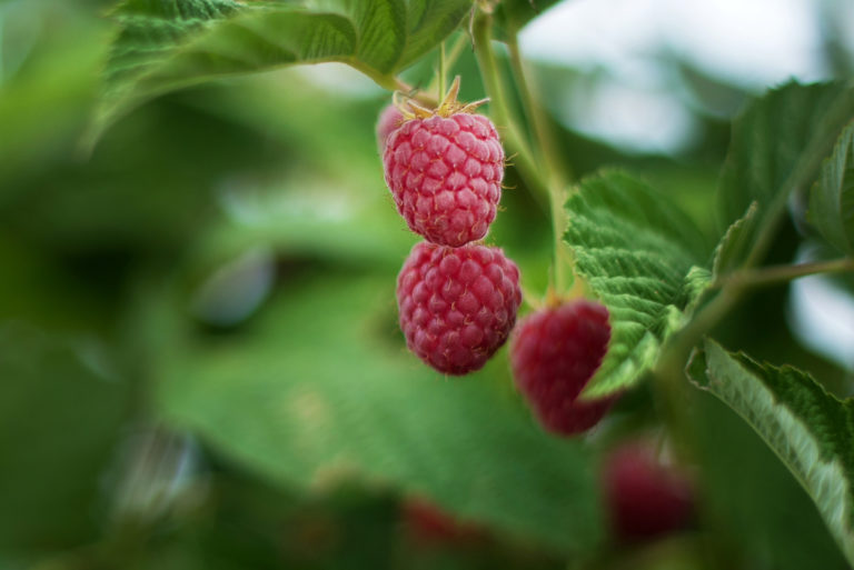 Raspberry - Oregon Raspberries & Blackberries