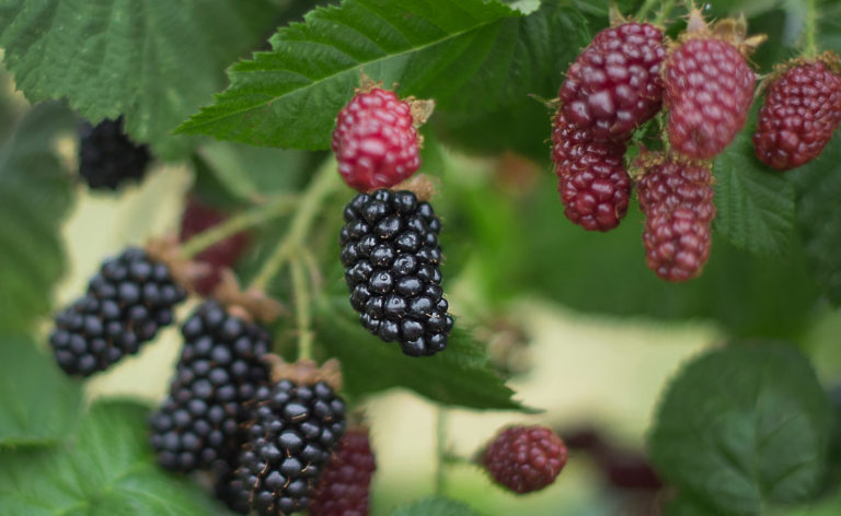 Silvan Blackberry - Oregon Raspberries & Blackberries