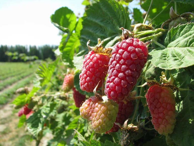 Loganberry - Oregon Raspberries & Blackberries