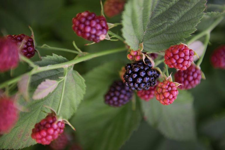 Chester Thornless Blackberry - Oregon Raspberries & Blackberries