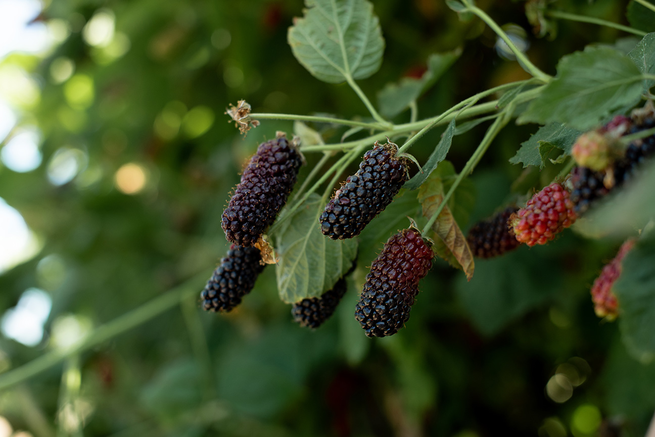 Columbia Giant Blackberry - Oregon Raspberries & Blackberries